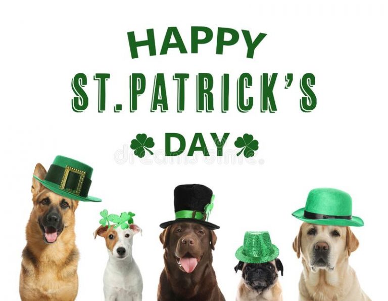 Celebrate St. Patrick's Day with your Dog! | ZimmVet | ZimmVet
